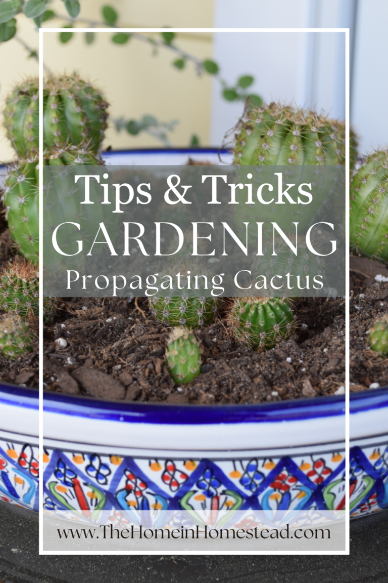 How to Transplant Cacti | Propagating Cactus Plants | Creating a Cactus Garden! - The Home in ...