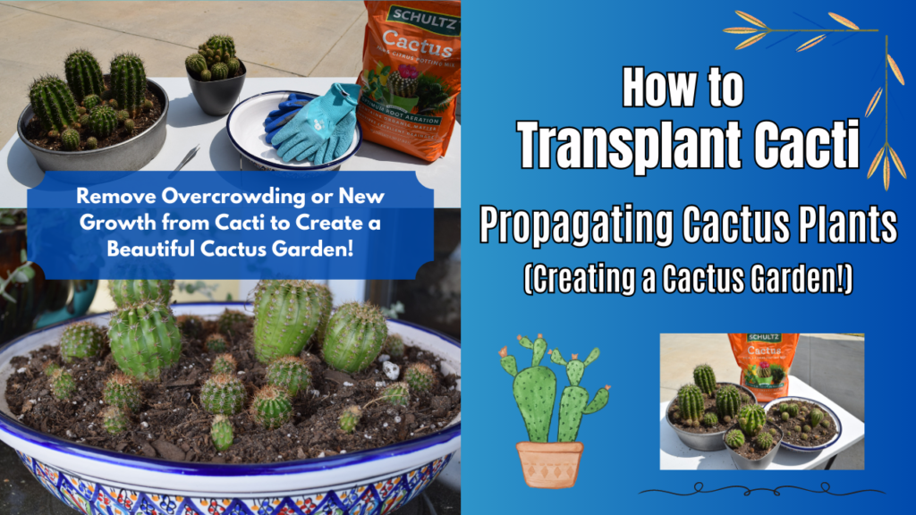 How to Transplant Cacti | Propagating Cactus Plants | Creating a Cactus Garden! - The Home in ...