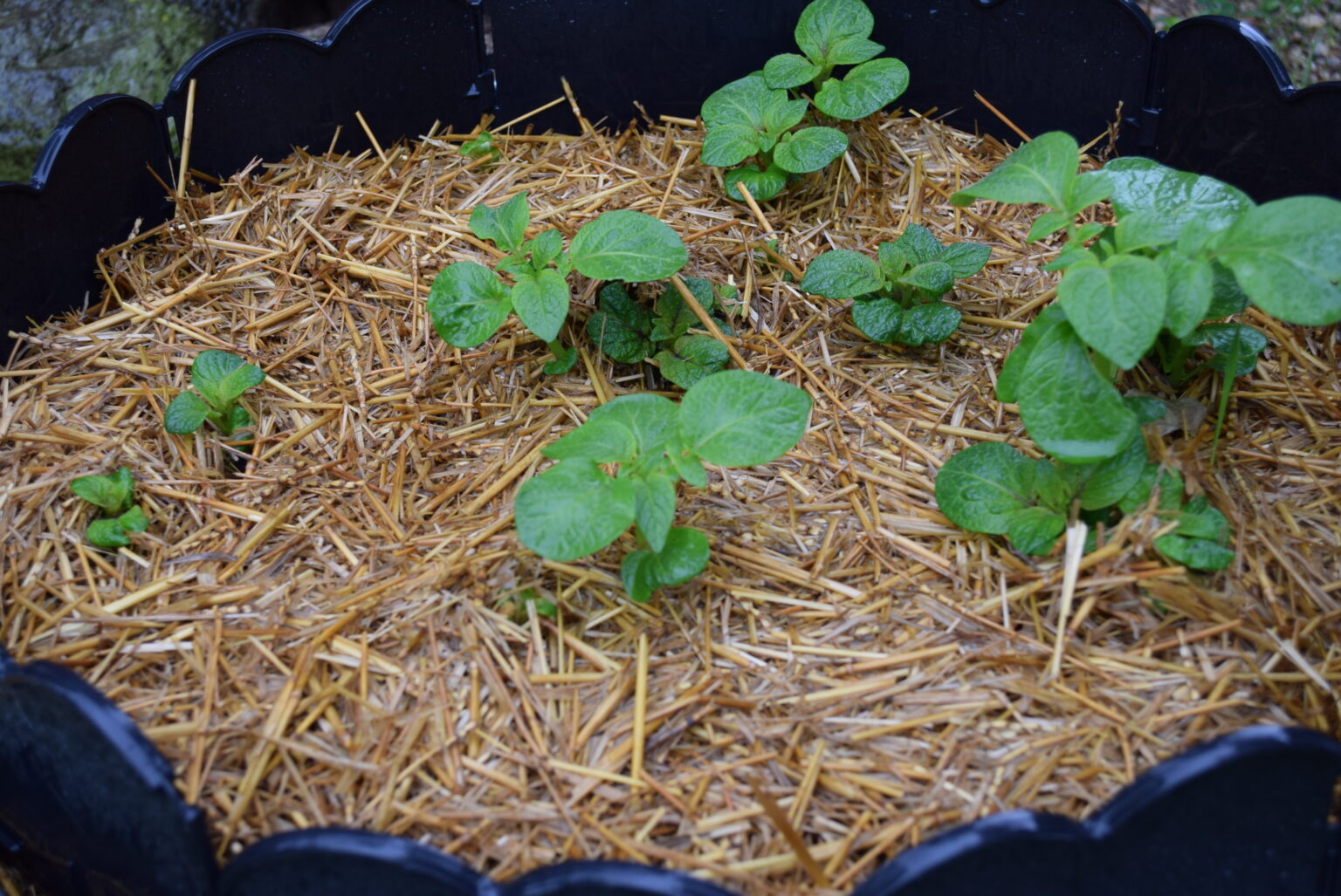 How to Plant Potatoes | Raised Bed & Container Planting of Potatoes ...