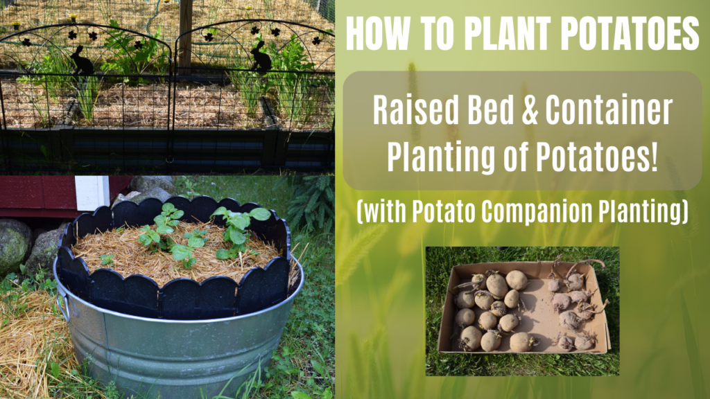 How to Plant Potatoes | Raised Bed & Container Planting of Potatoes ...
